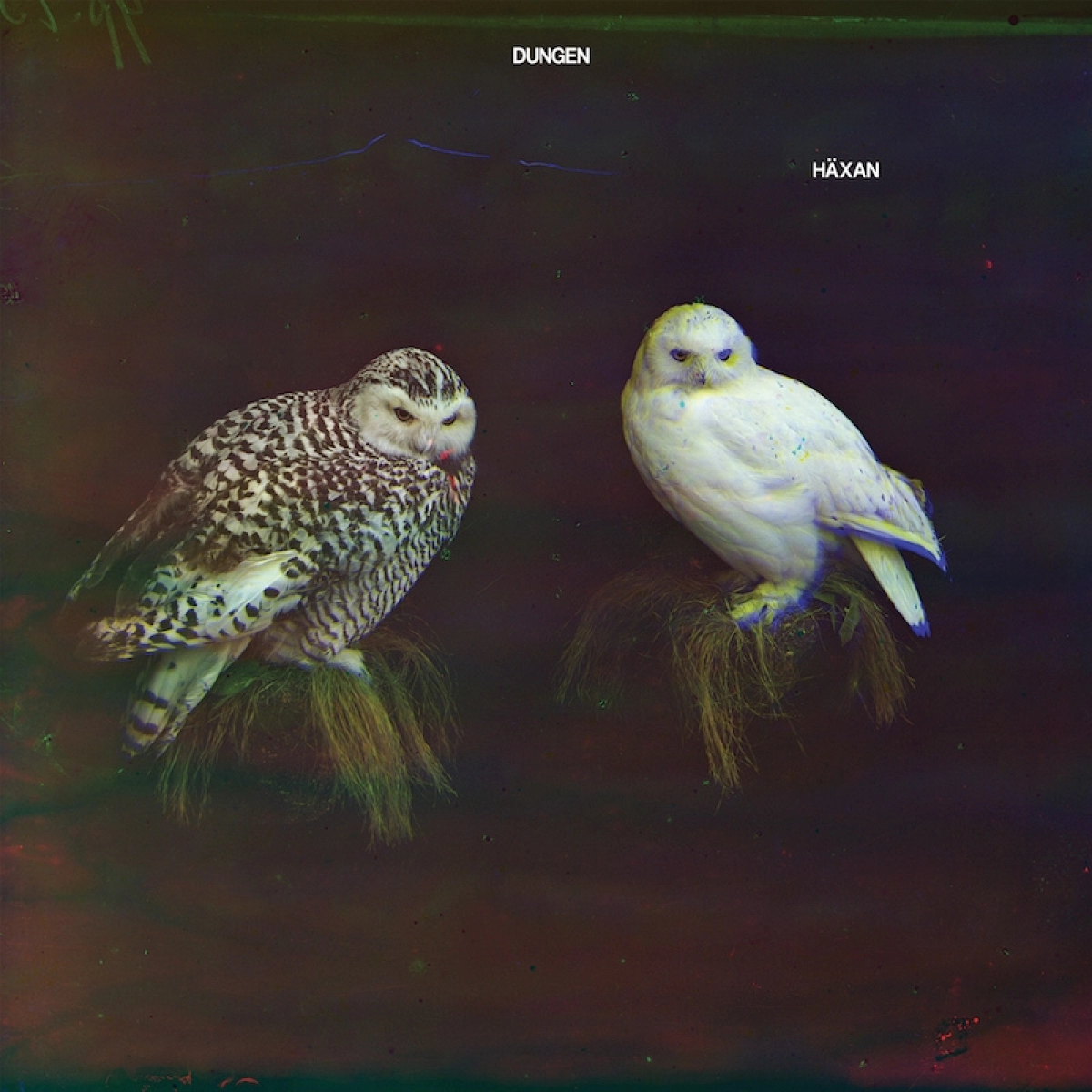 Dungen return with uncharacteristic haste, and an excellent album | The ...